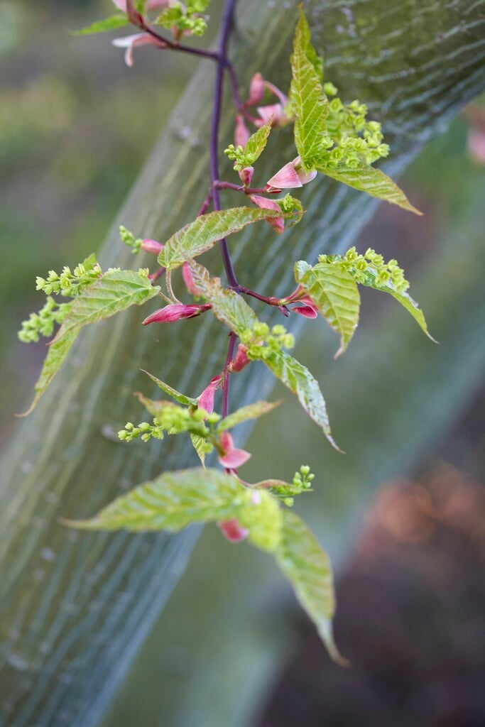 Acer davidii &Rosalie& | Trees/RHS Gardening