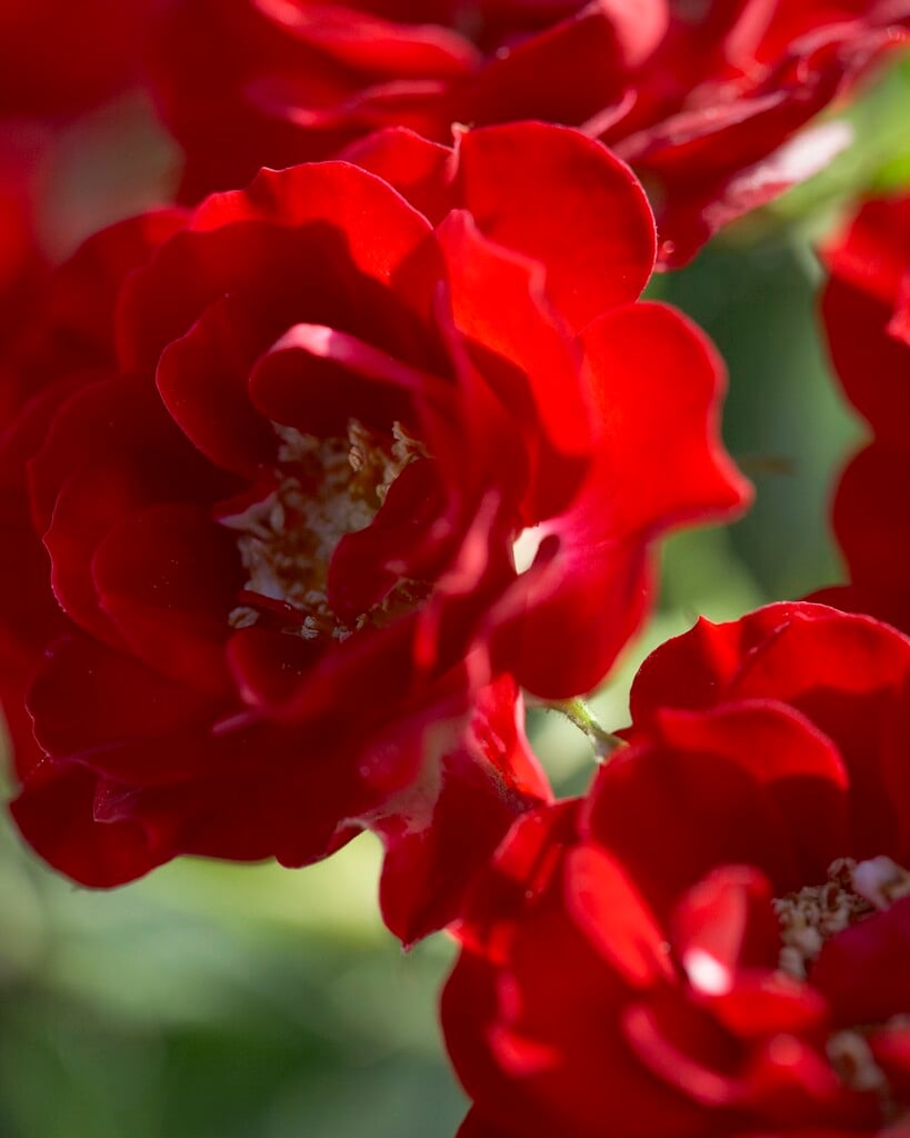 Rosa &Chewpan&PBR | rose [Peter Pan] (&Chewpan&) Roses/RHS Gardening