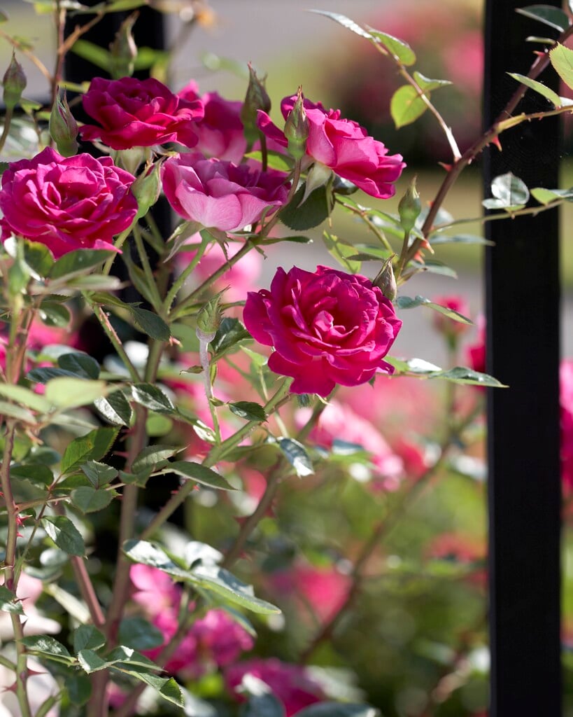 Rosa &Chewpope&PBR | rose [Gloriana] Roses/RHS Gardening