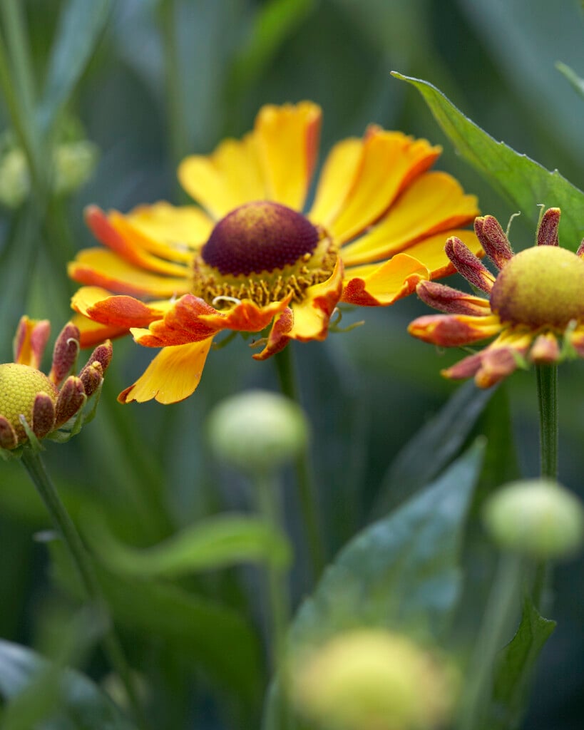 Helenium &Rauchtopas& | sneezewort &Rauchtopas& Herbaceous Perennial ...