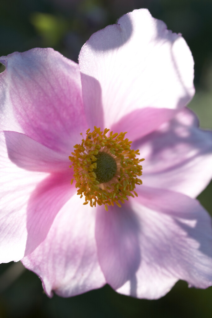 Anemone hupehensis | Chinese anemone Herbaceous Perennial/RHS Gardening