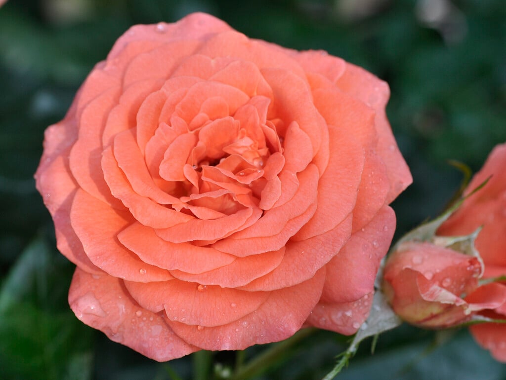 Rosa &Harette&PBR | rose [Betty Harkness] Roses/RHS Gardening