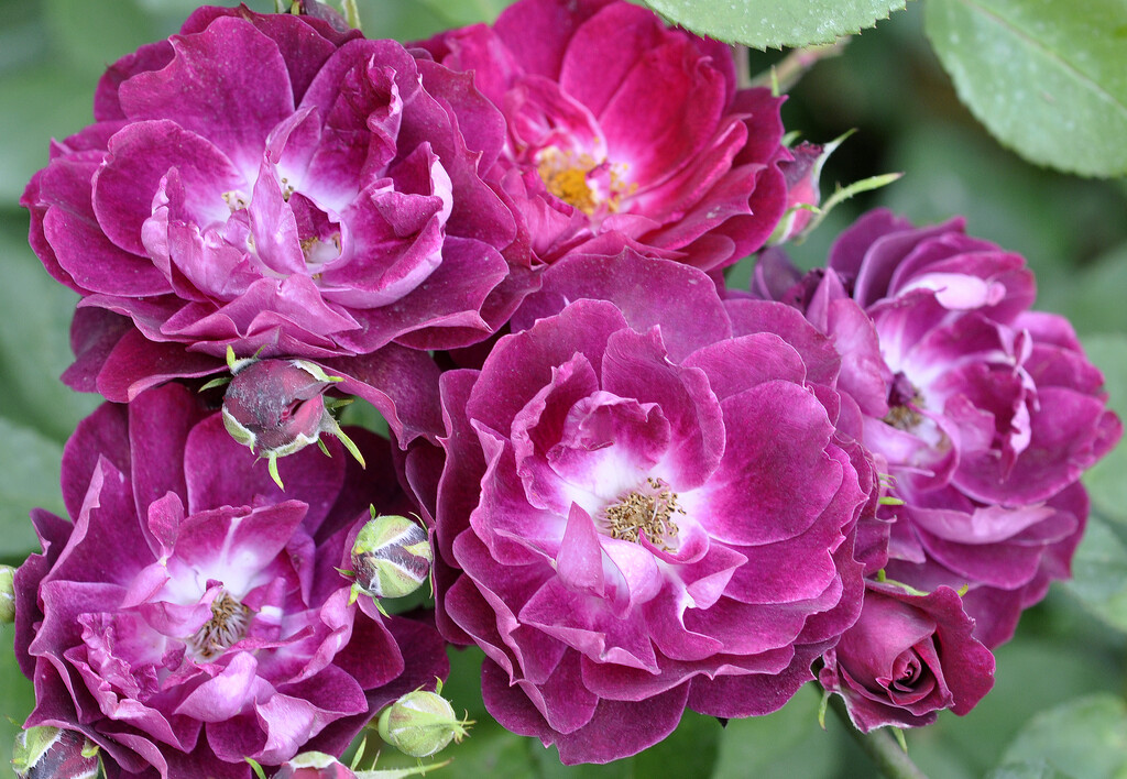 Rosa Cardinal Hume (&Harregale&) (S) | rose [Cardinal Hume] Roses/RHS ...