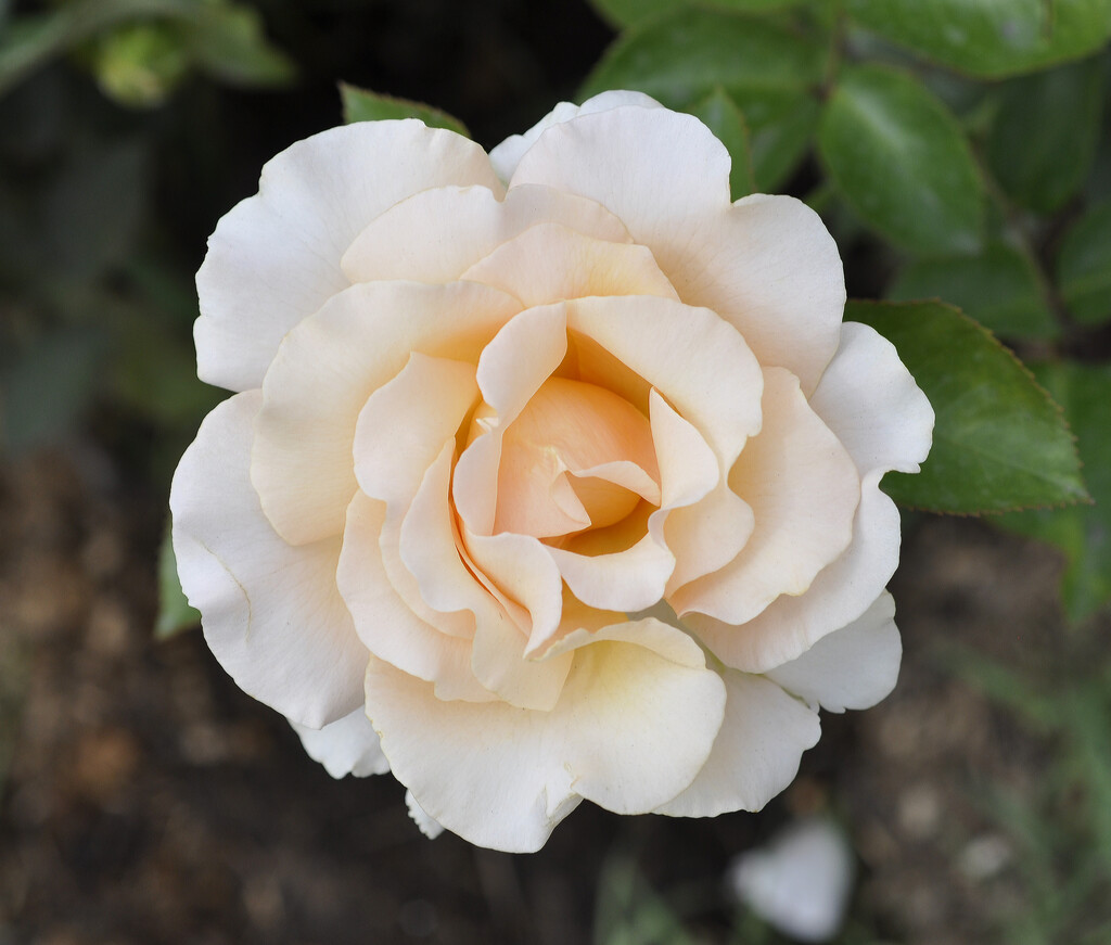 Rosa Champagne Celebration (&Frylimbo&) (HT) | rose [Champagne ...