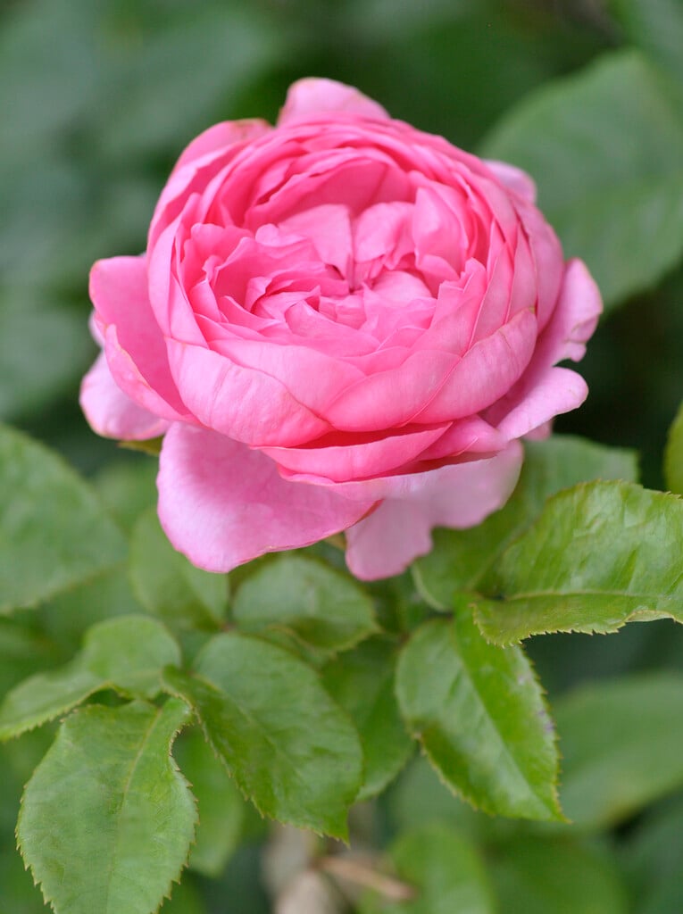 Rosa &Masmaric& | rose [Chantal Merieux] Roses/RHS Gardening