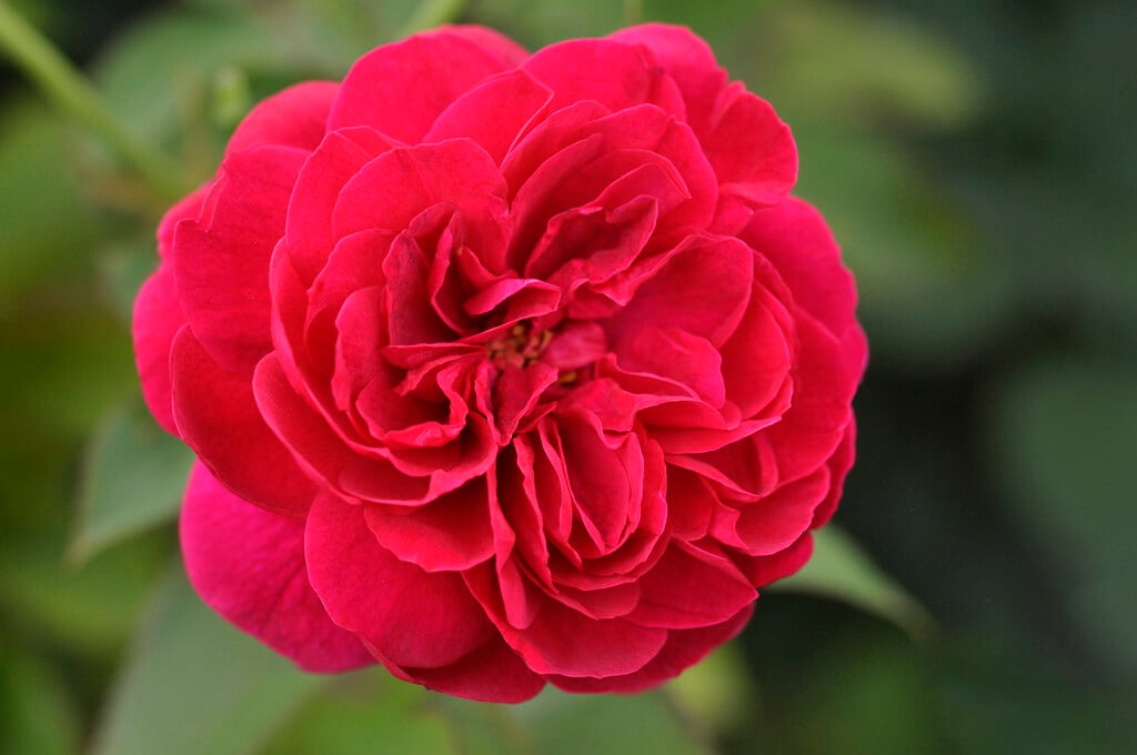 Rosa &Ausmove&PBR | rose [Tess of the d&Urbervilles] Roses/RHS Gardening