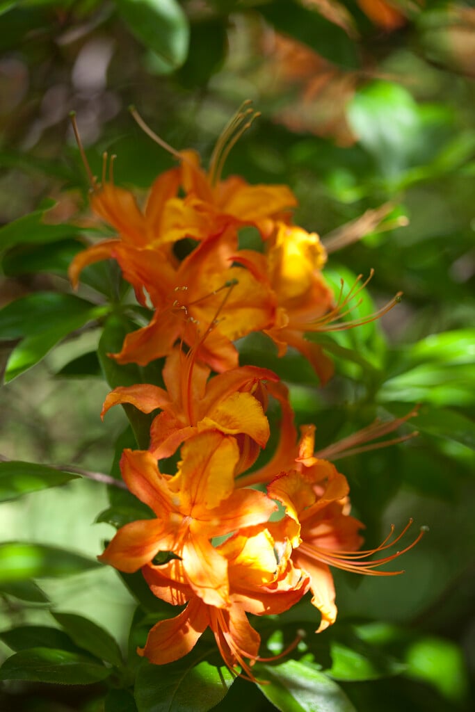Rhododendron 'Gloria Mundi' (G) | rhododendron 'Gloria Mundi' Shrubs/RHS