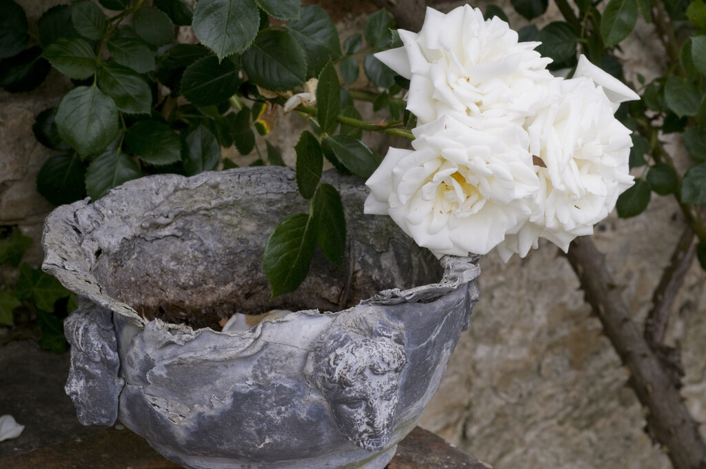 Rosa &White Cockade& (ClHT) | rose &White Cockade& Roses/RHS