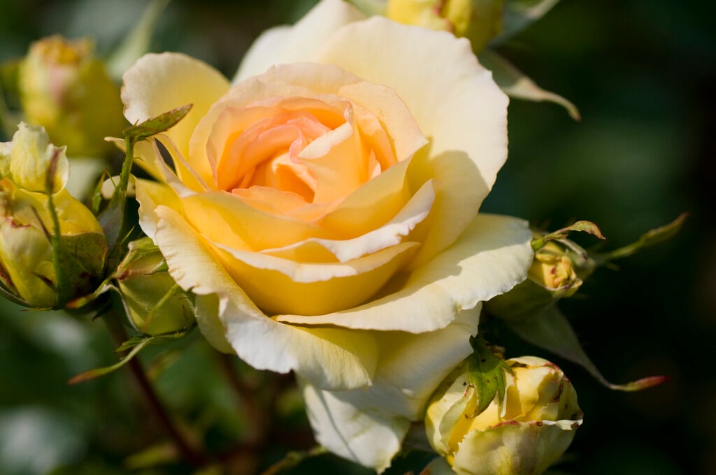 Rosa &Meizambaizt&PBR | Roses/RHS Gardening