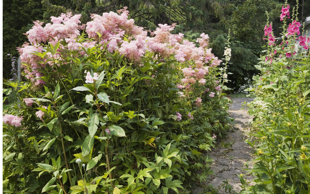 Filipendula rubra | queen of the prairie /RHS