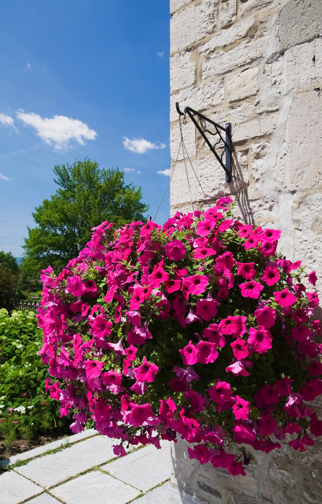 Wave Petunia Flowers