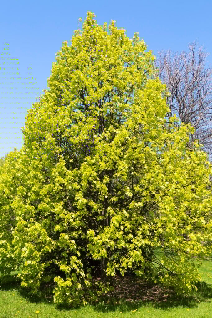Tilia × europaea &Wratislaviensis& | lime &Wratislaviensis& Trees/RHS ...