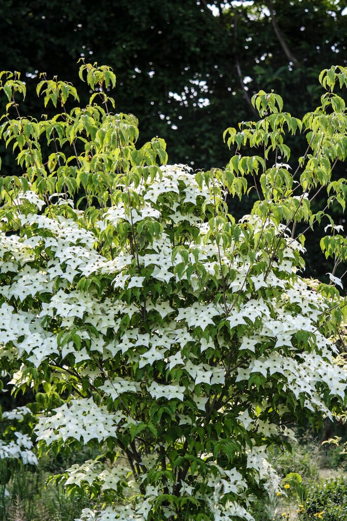 Cornus kousa var. chinensis &Milky Way& | kousa &Milky Way& Shrubs/RHS ...