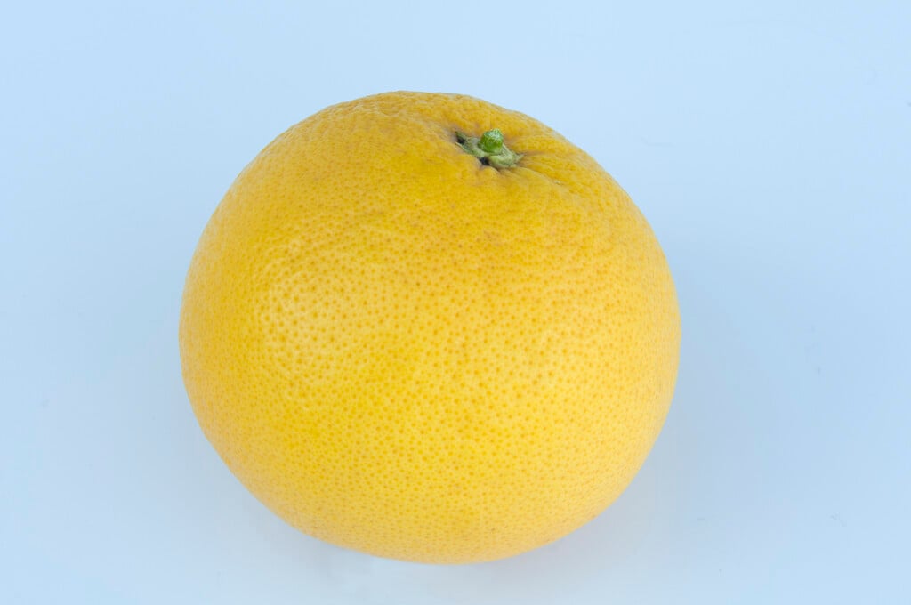 Citrus × paradisi &Star Ruby& | grapefruit &Star Ruby& Conservatory ...