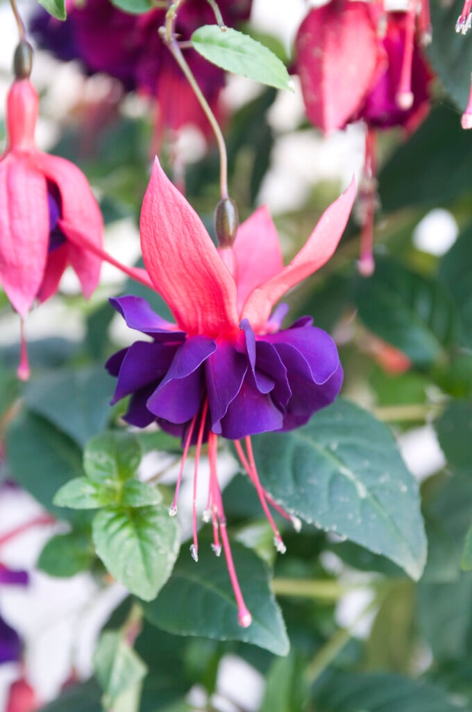 Fuchsia 'Maori Maid' (d) | fuchsia 'Maori Maid' Shrubs/RHS