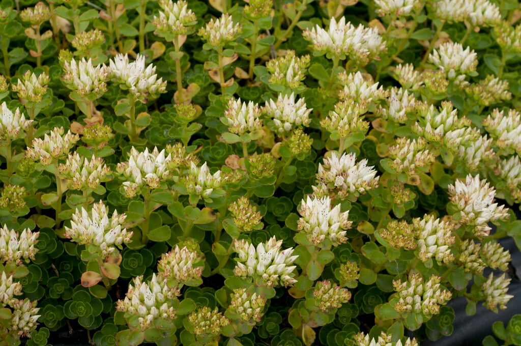 Sedum Spurium Summer Snow