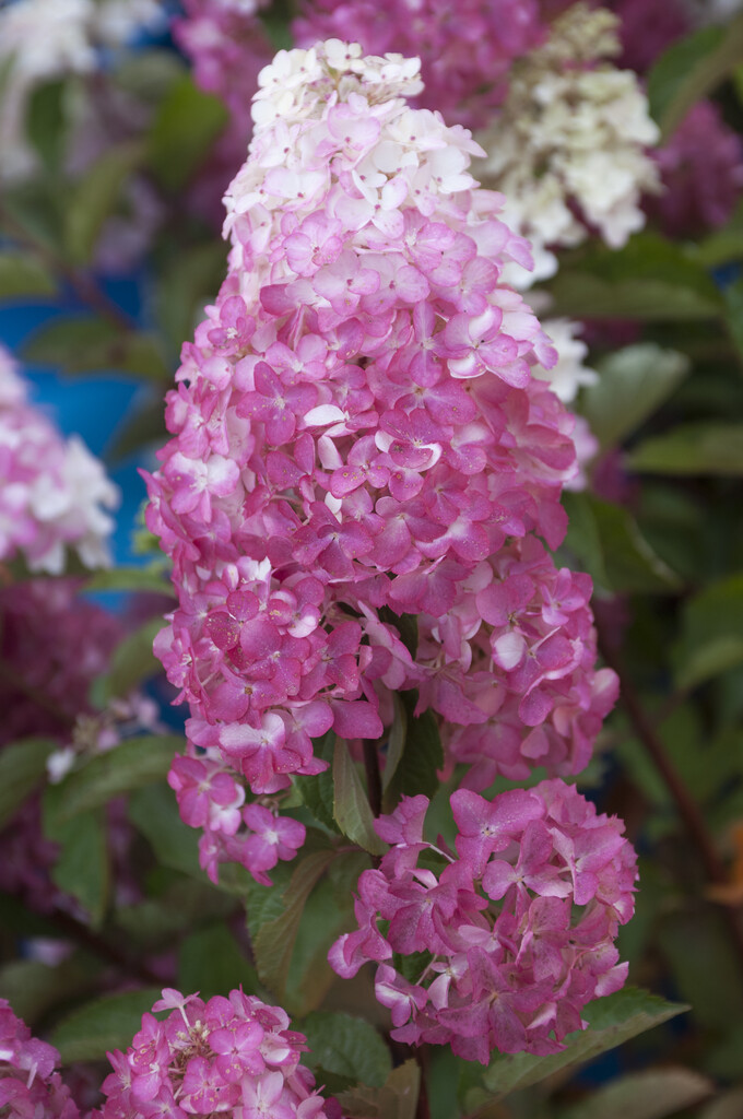 Hydrangea paniculata &Renba&PBR | paniculate hydrangea [Fraise Melba ...