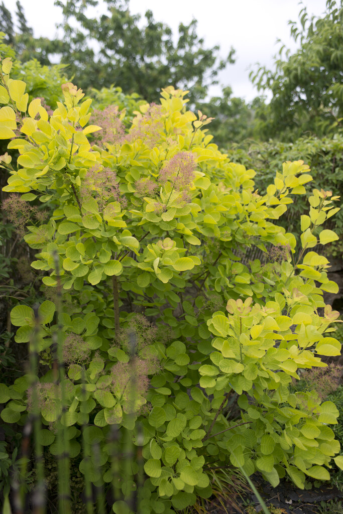 Cotinus coggygria Golden Spirit (&Ancot&PBR) | smoke tree [Golden ...