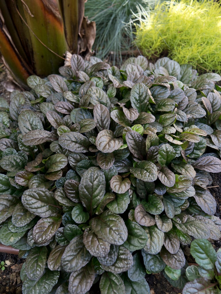 Ajuga reptans &Atropurpurea& | dark purple bugle Herbaceous Perennial ...