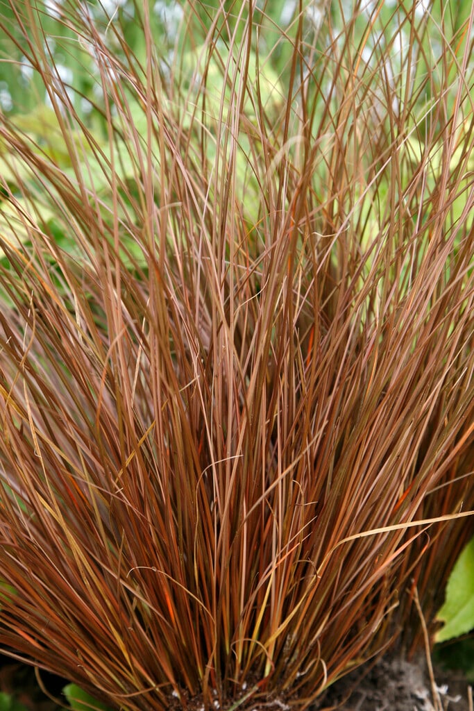 Carex Milk Chocolate (&Milchoc&PBR) (v) | sedge [Milk Chocolate] Grass ...