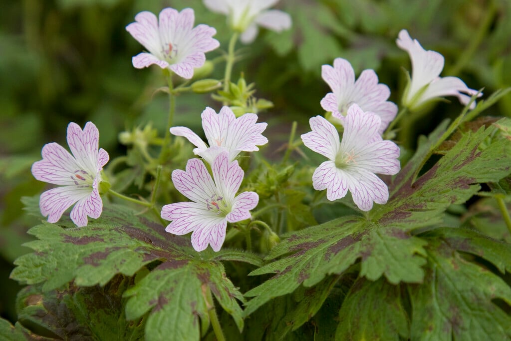 Geranium × oxonianum &Katherine Adele& | Herbaceous Perennial/RHS Gardening