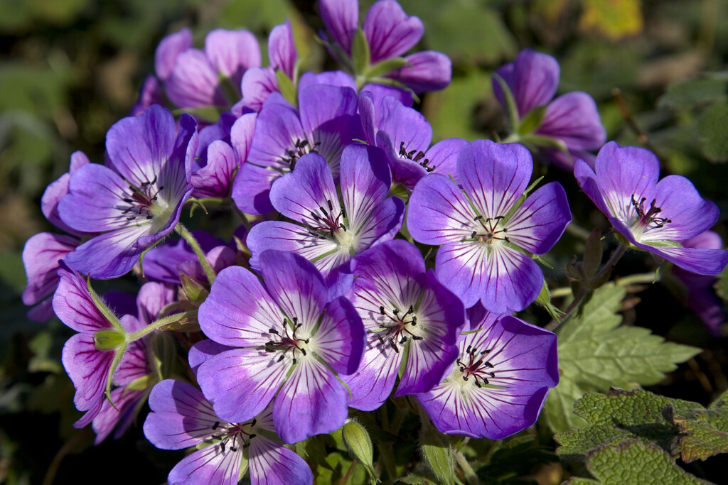 Geranium &Sweet Heidy&PBR | cranesbill &Sweet Heidy& Herbaceous ...