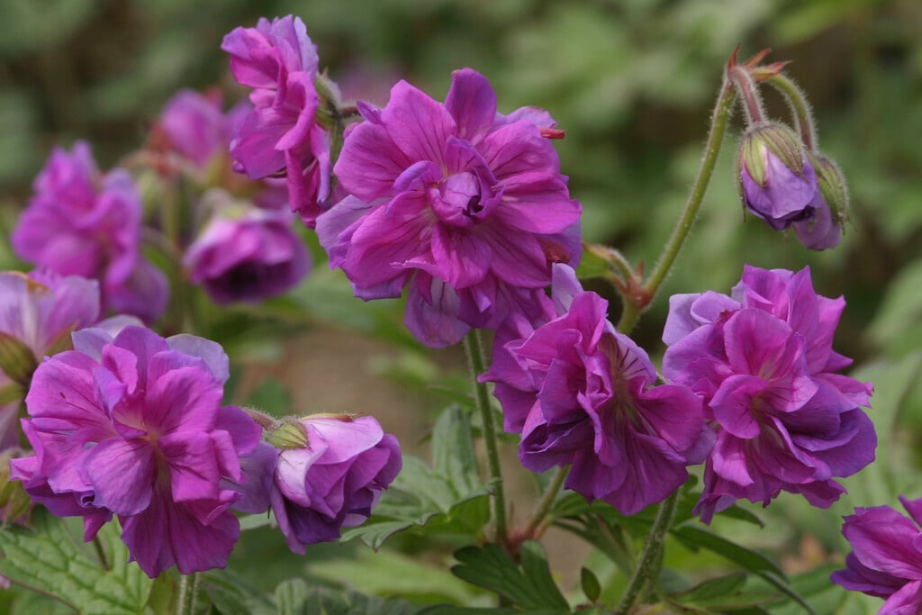 Geranium himalayense &Plenum& (d) | Himalayan cranesbill &Plenum ...
