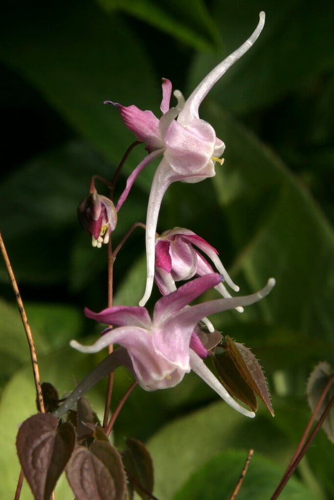 Epimedium grandiflorum &Yubae& | barrenwort &Yubae& Herbaceous ...