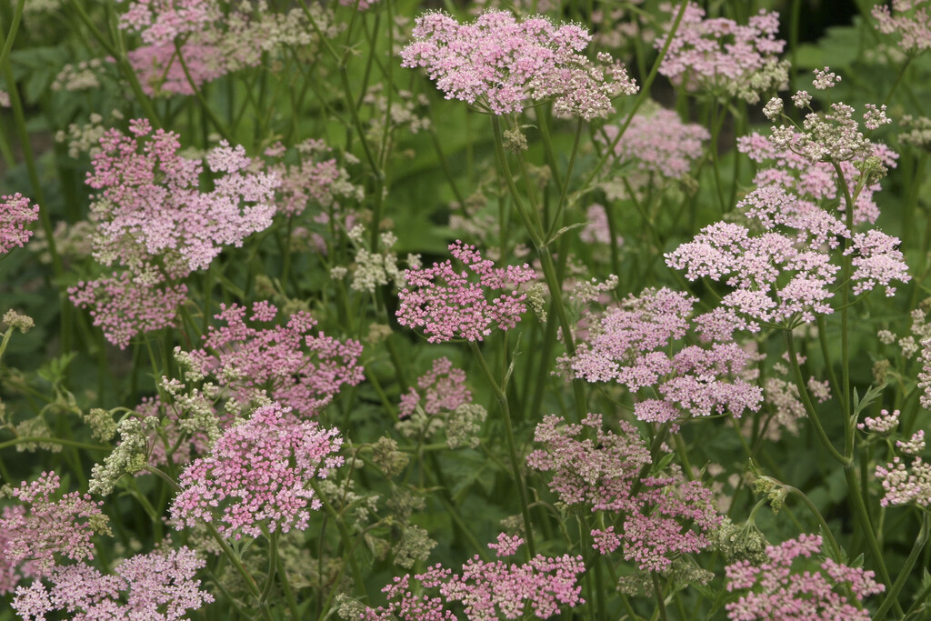 Pimpinella magna var. rosea | pink greater burnet saxifrage Herbaceous ...