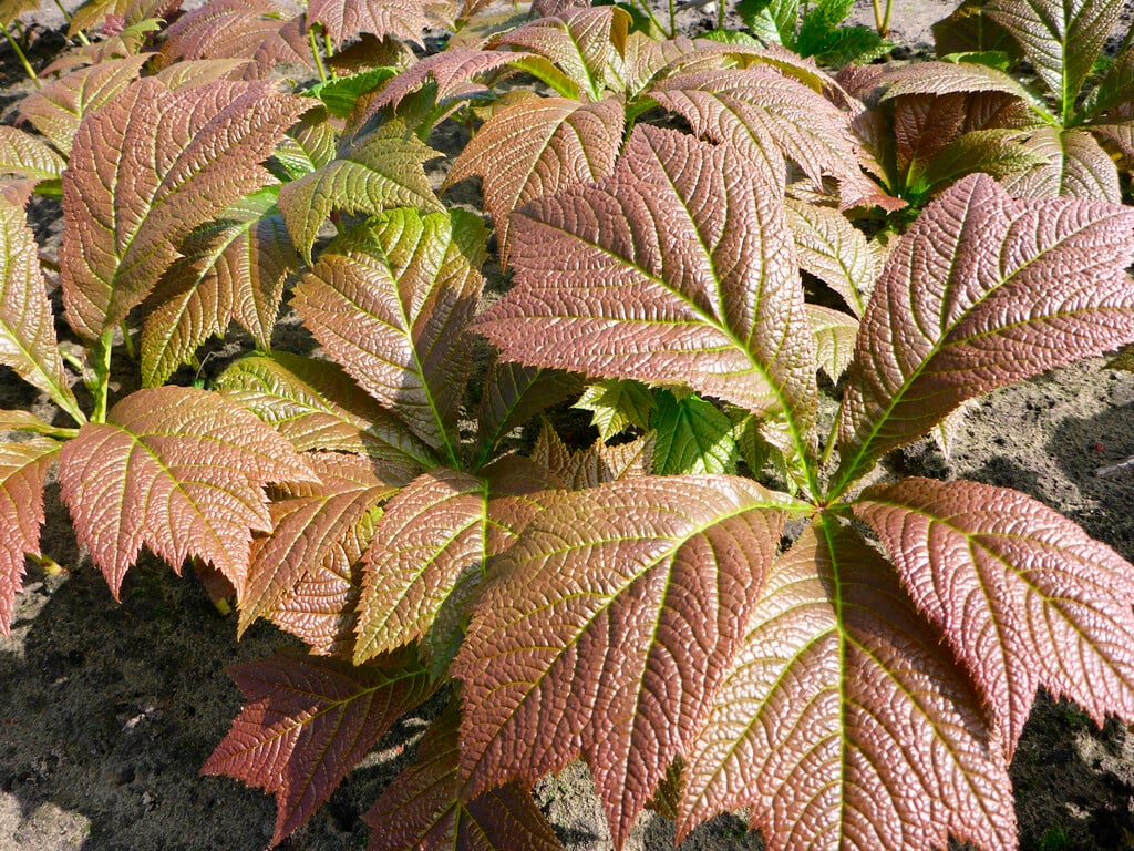 Rodgersia podophylla &Braunlaub& | Rodgers& bronze-leaf &Braunlaub ...
