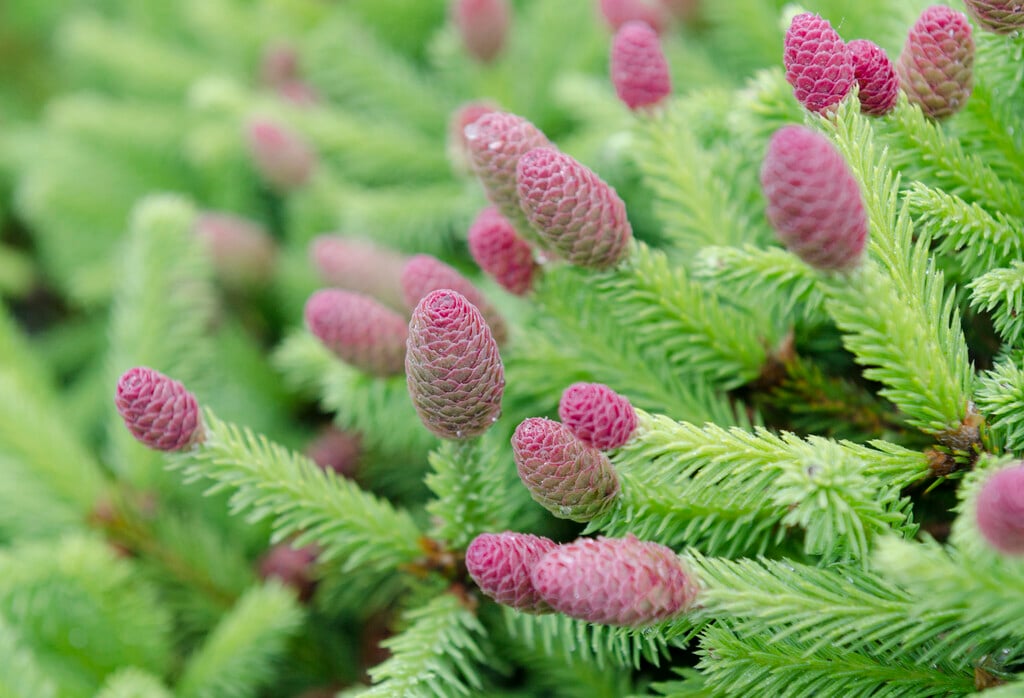 Picea abies &Pusch& | Norway spruce &Pusch& Conifers/RHS Gardening