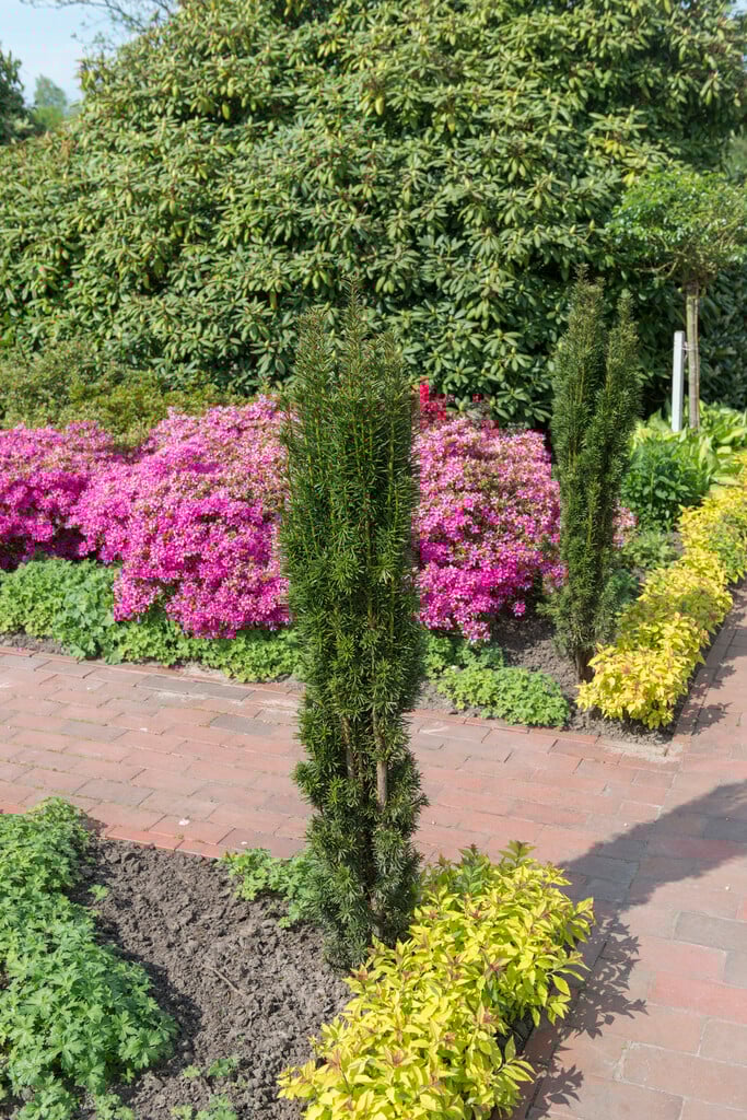 Taxus baccata &Fastigiata Robusta& (f) | English yew &Fastigiata ...