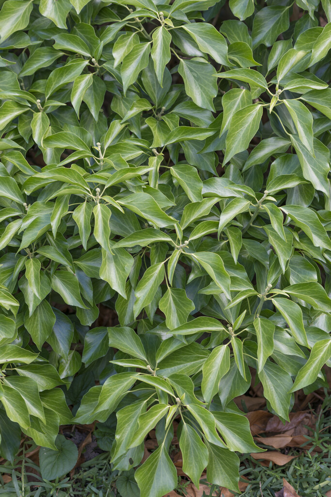 Hedera helix &Arborea Intermedia& | tree ivy Shrubs/RHS Gardening