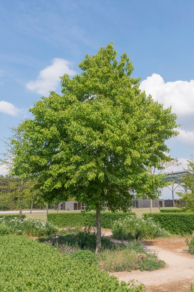 Acer buergerianum | trident maple Trees/RHS Gardening