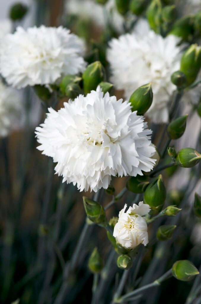 Dianthus Memories (&WP11 Gwe04&PBR) (Scent First Series) (p) | pink ...