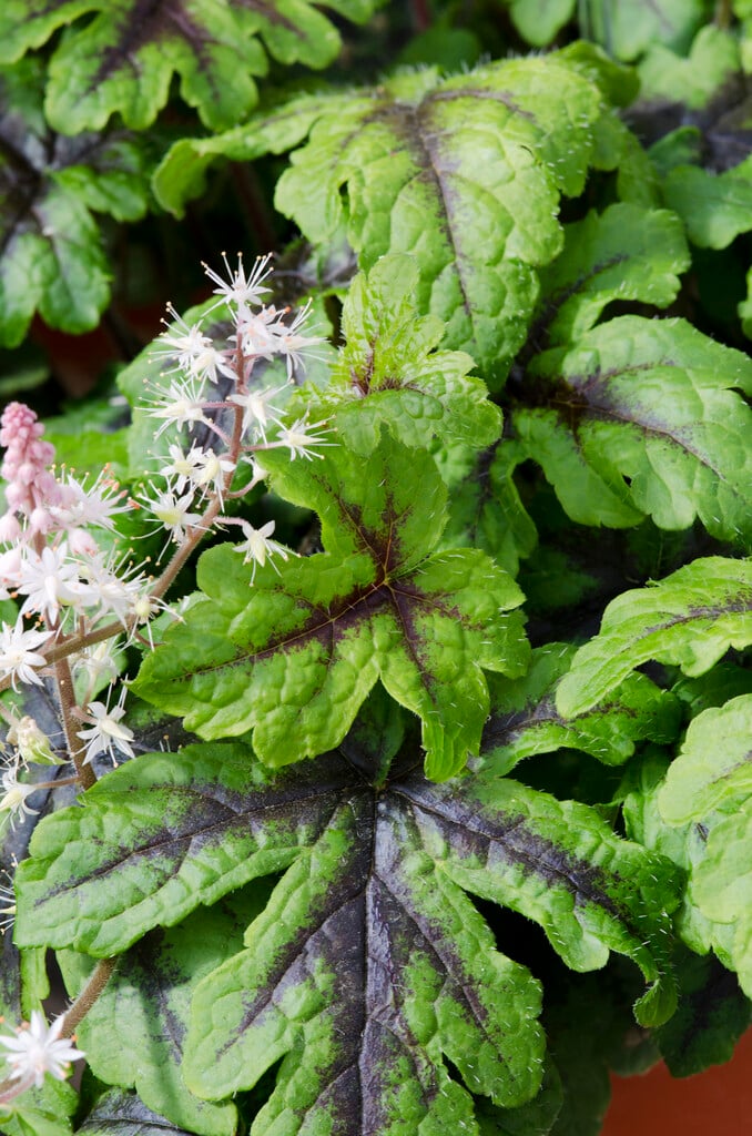 Tiarella &Jeepers Creepers&PBR | Herbaceous Perennial/RHS Gardening