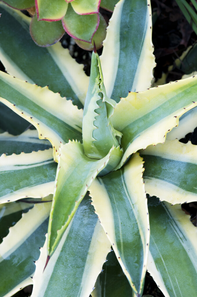 Agave 'Cornelius' | Alpine Rockery/RHS