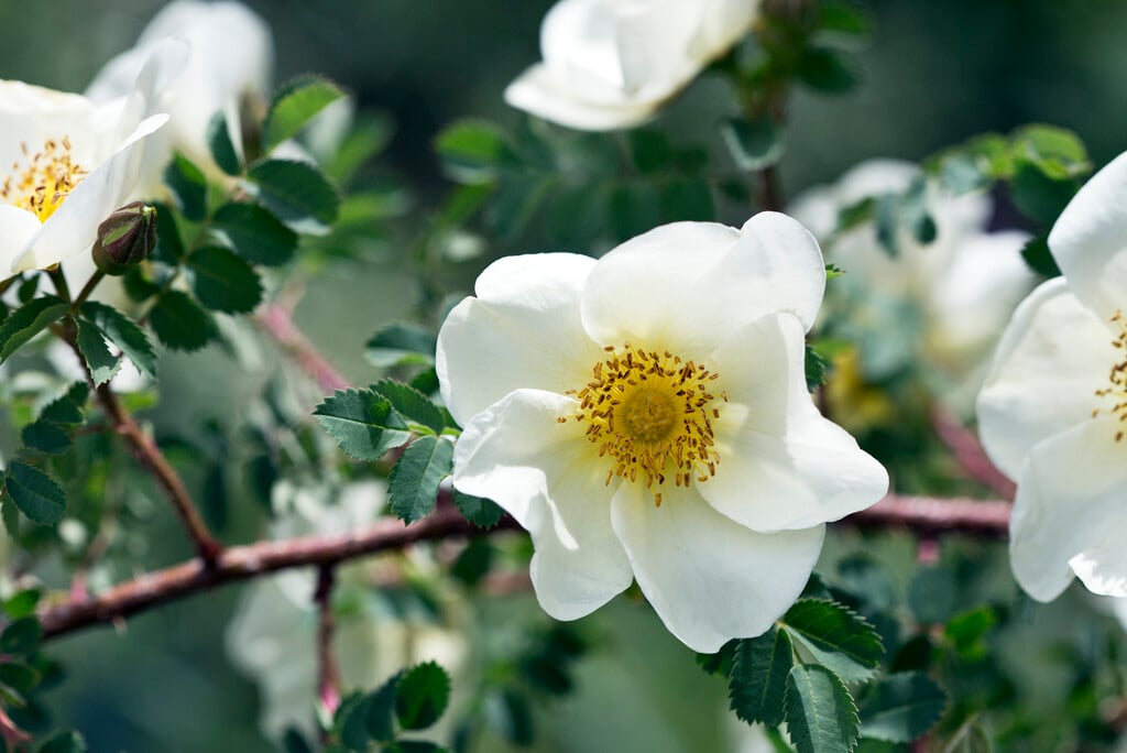 Rosa spinosissima | Scotch rose Shrubs/RHS Gardening