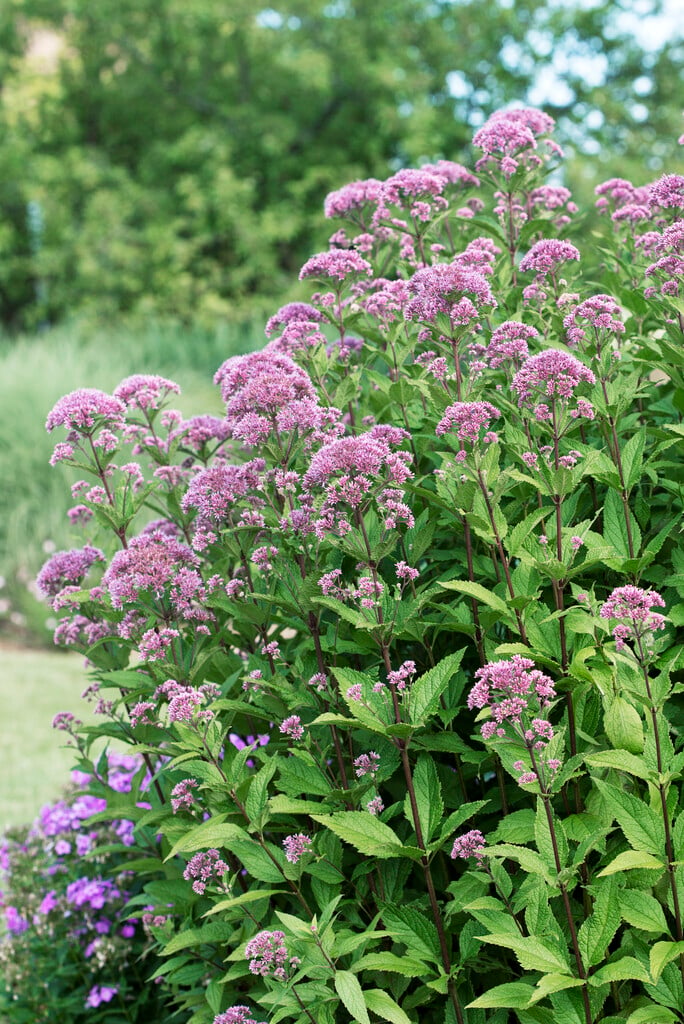 Eupatorium dubium &Little Joe& | Herbaceous Perennial/RHS Gardening