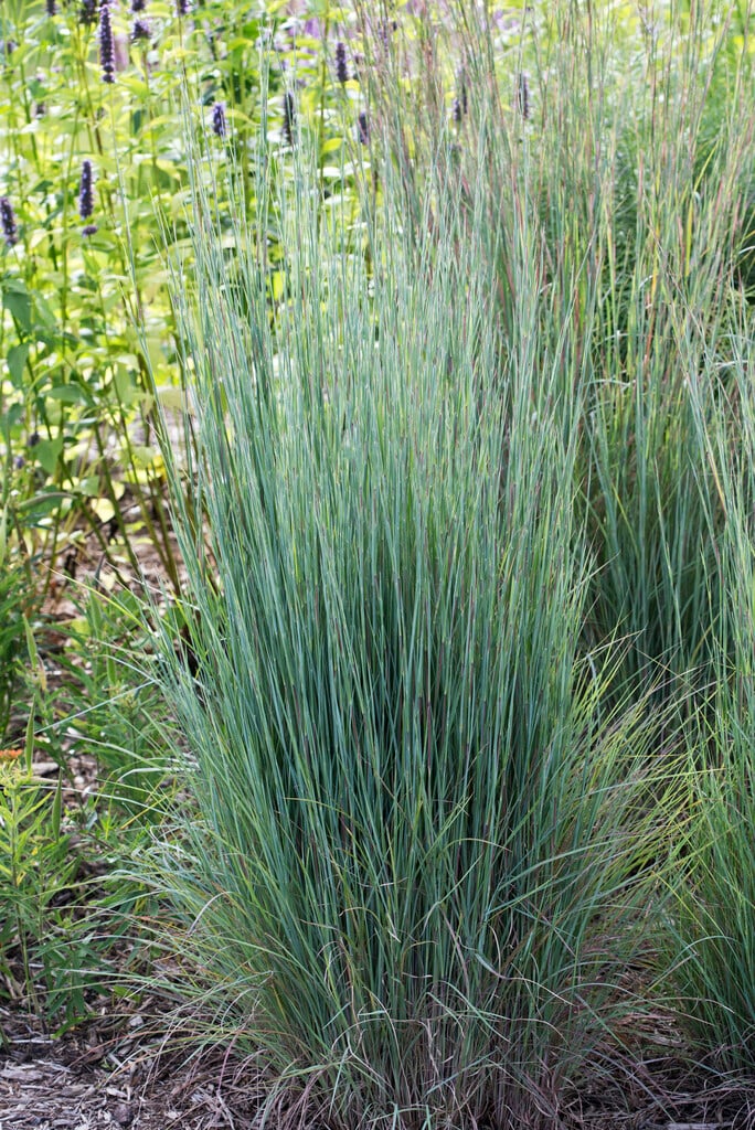 Andropogon Scoparius Range