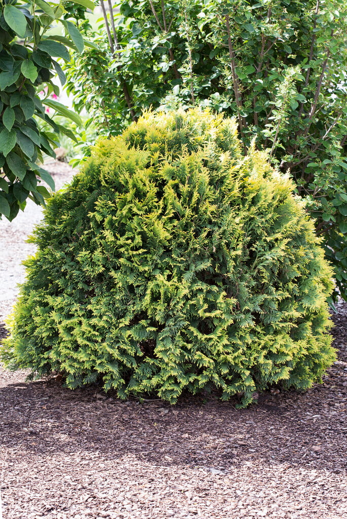 Thuja occidentalis &Sunkist& | white cedar &Sunkist& Conifers/RHS Gardening
