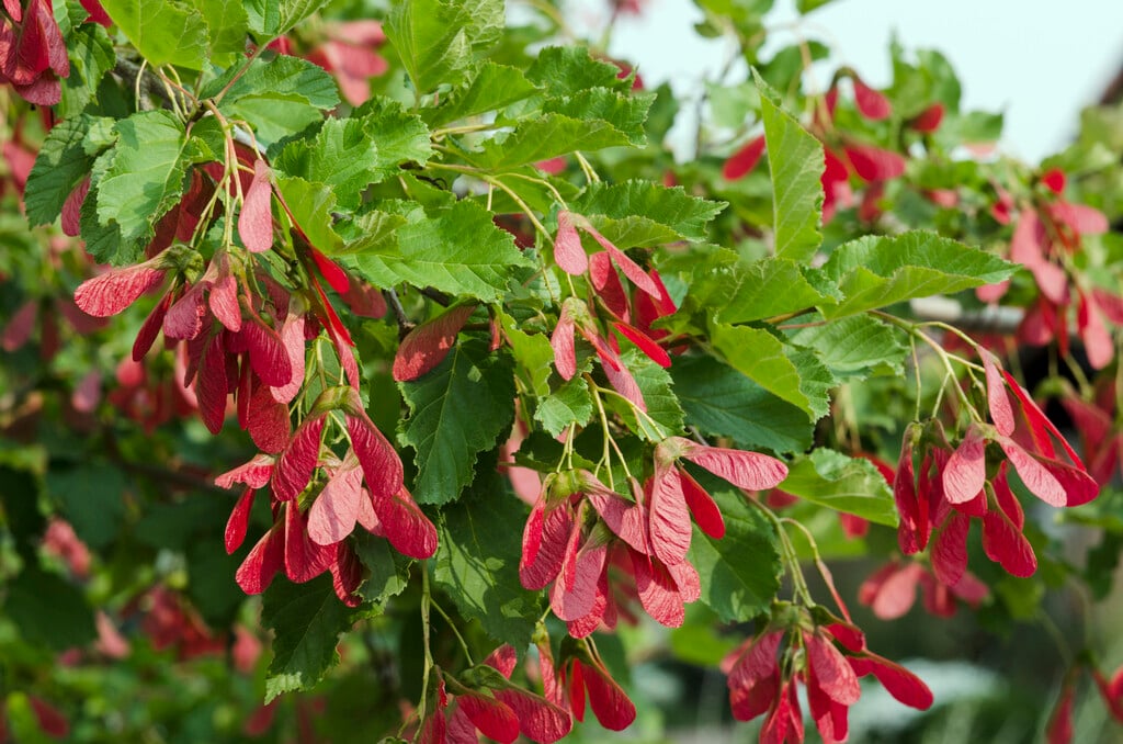 Acer Tataricum 'hot Wings'