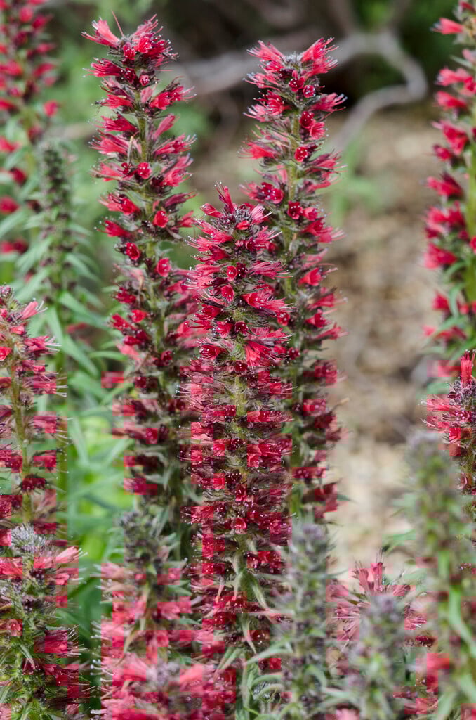 Echium amoenum &Red Feathers& | Annual Biennial/RHS Gardening