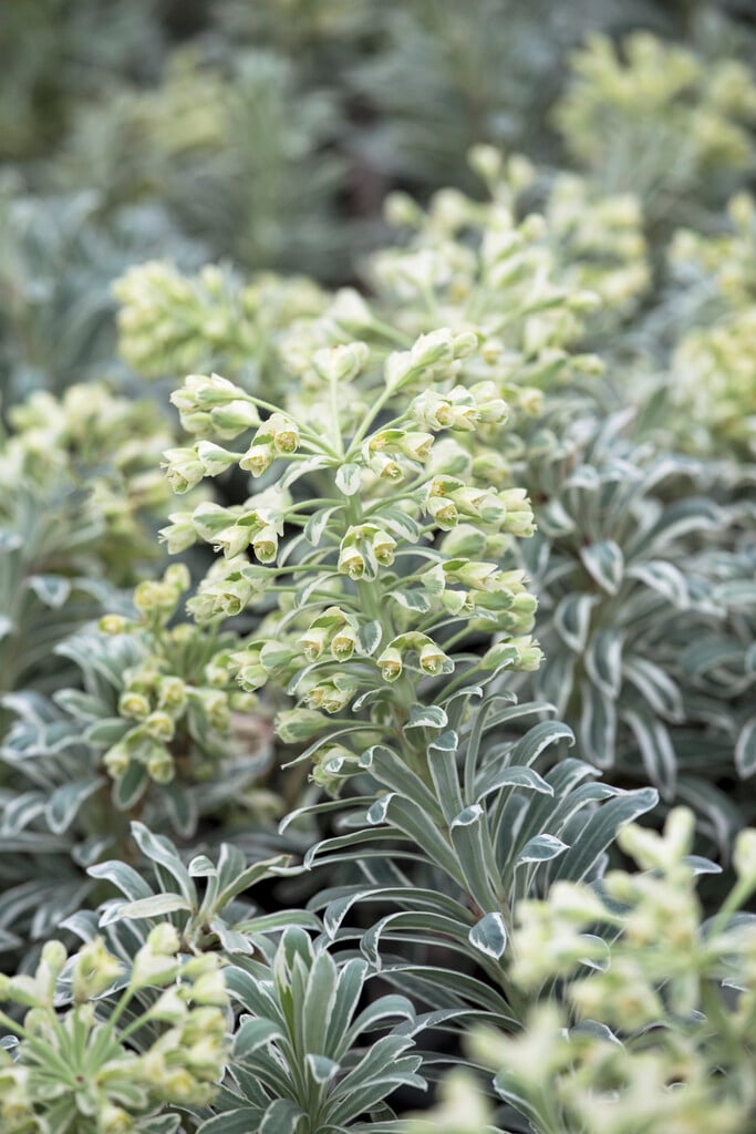 Euphorbia Glacier Blue