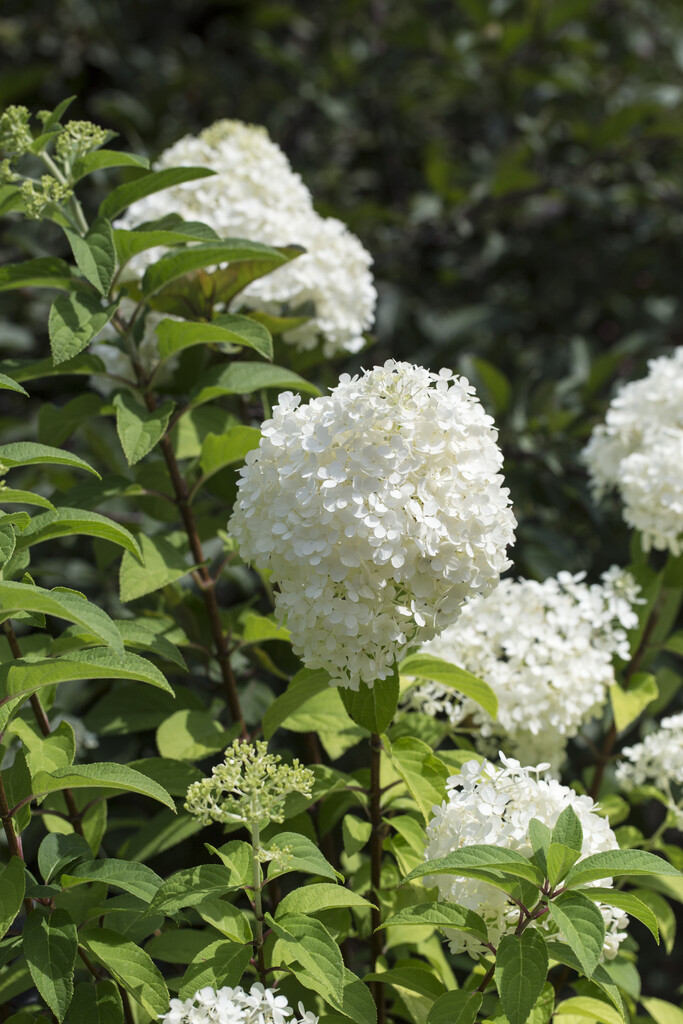 Hydrangea paniculata Bobo (&Ilvobo&PBR) | paniculate hydrangea [Bobo ...