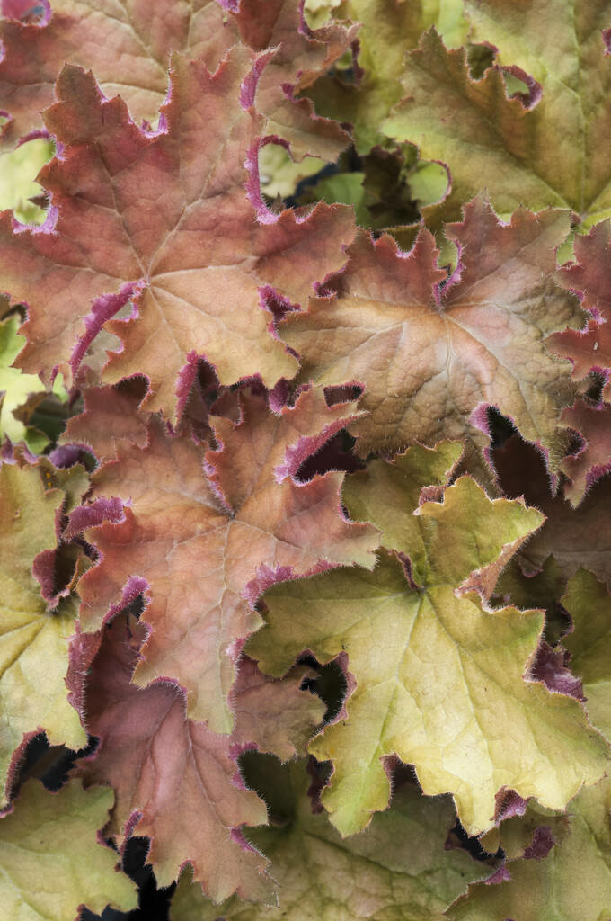 Heuchera 'Kassandra'PBR | alum root 'Kassandra' Herbaceous Perennial/RHS