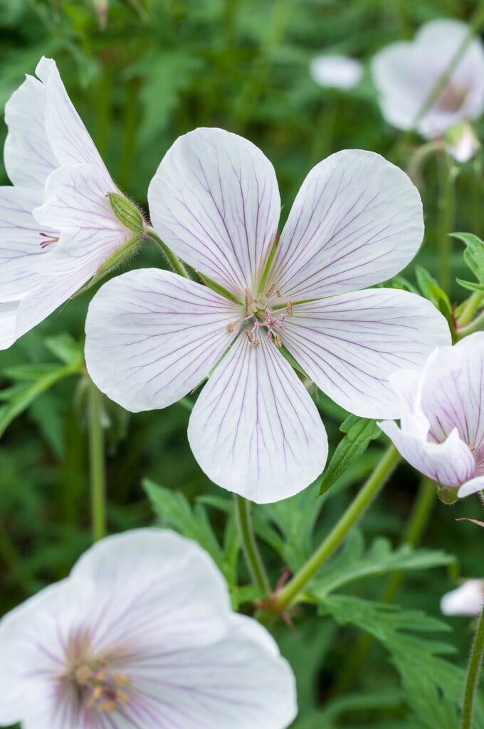 Geranium clarkei &Kashmir White& | cranesbill &Kashmir White ...