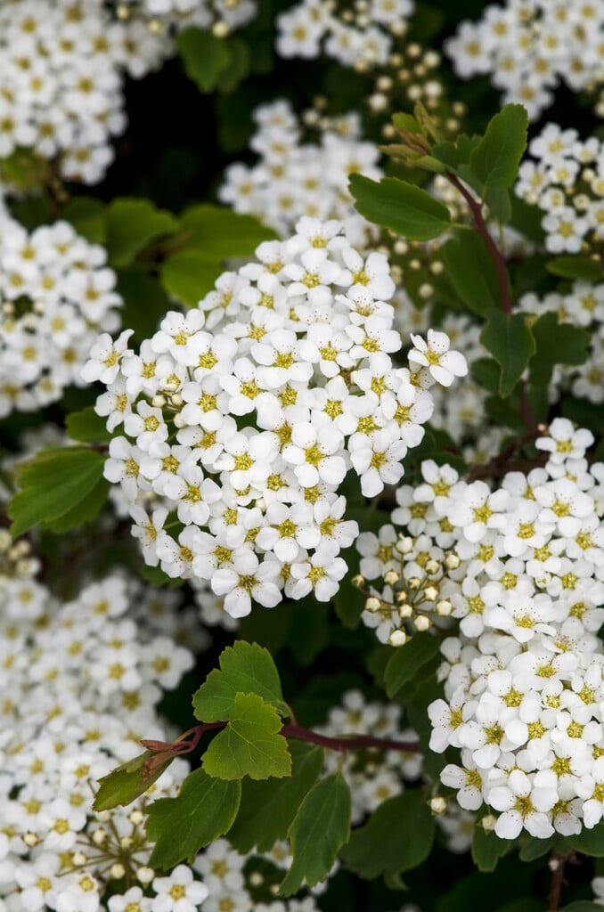 Spirea Thor
