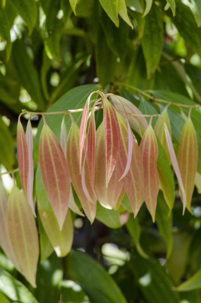 Cinnamomum aromaticum | Chinese cinnamon /RHS
