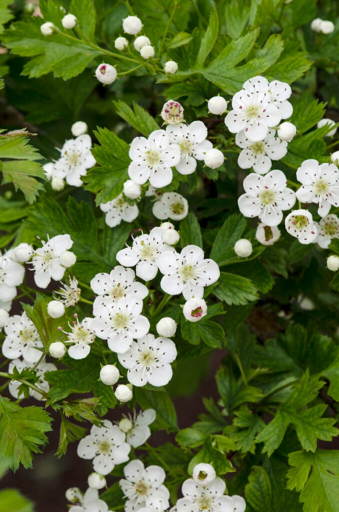 Crataegus ambigua | Russian hawthorn Trees/RHS Gardening